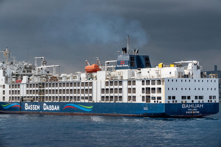 What Everyone Should Know About Live Animal Exports