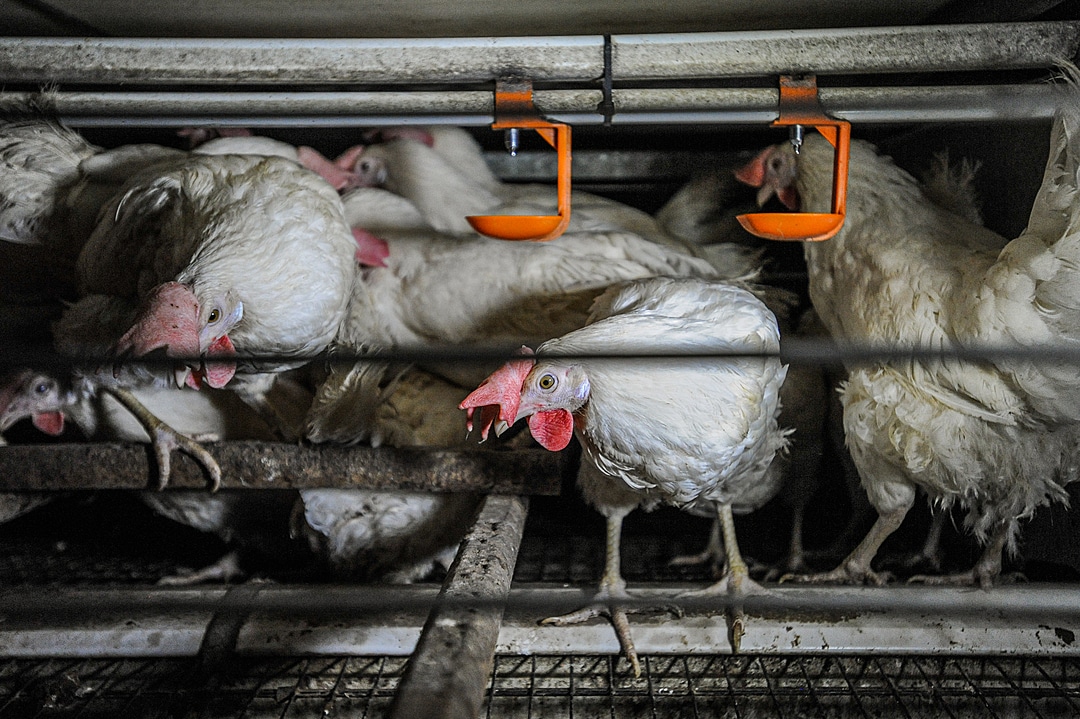 Take Action: Canadian Egg Farms Trap Hens in Cruel Wire Cages