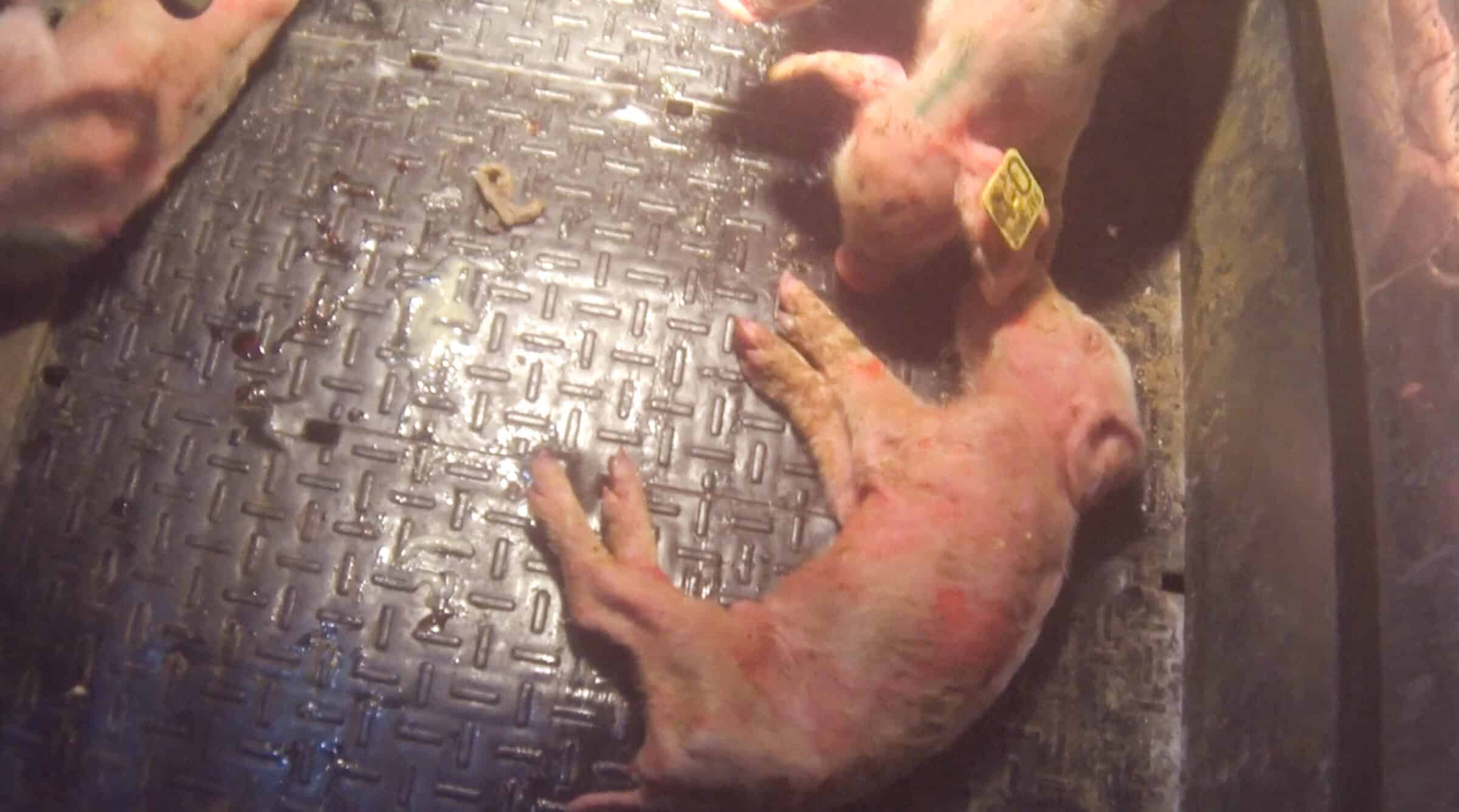 New Footage: Pigs Driven Mad by Extreme Confinement