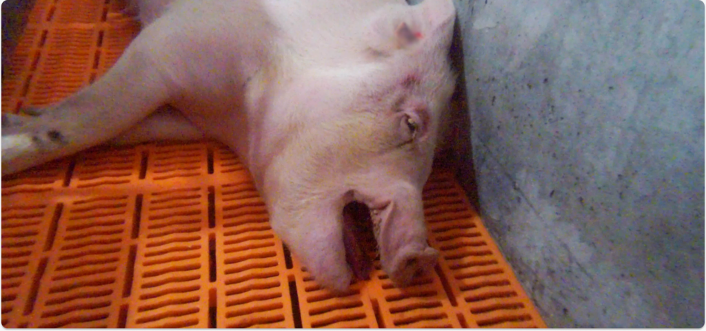 New Footage: Pigs Driven Mad by Extreme Confinement