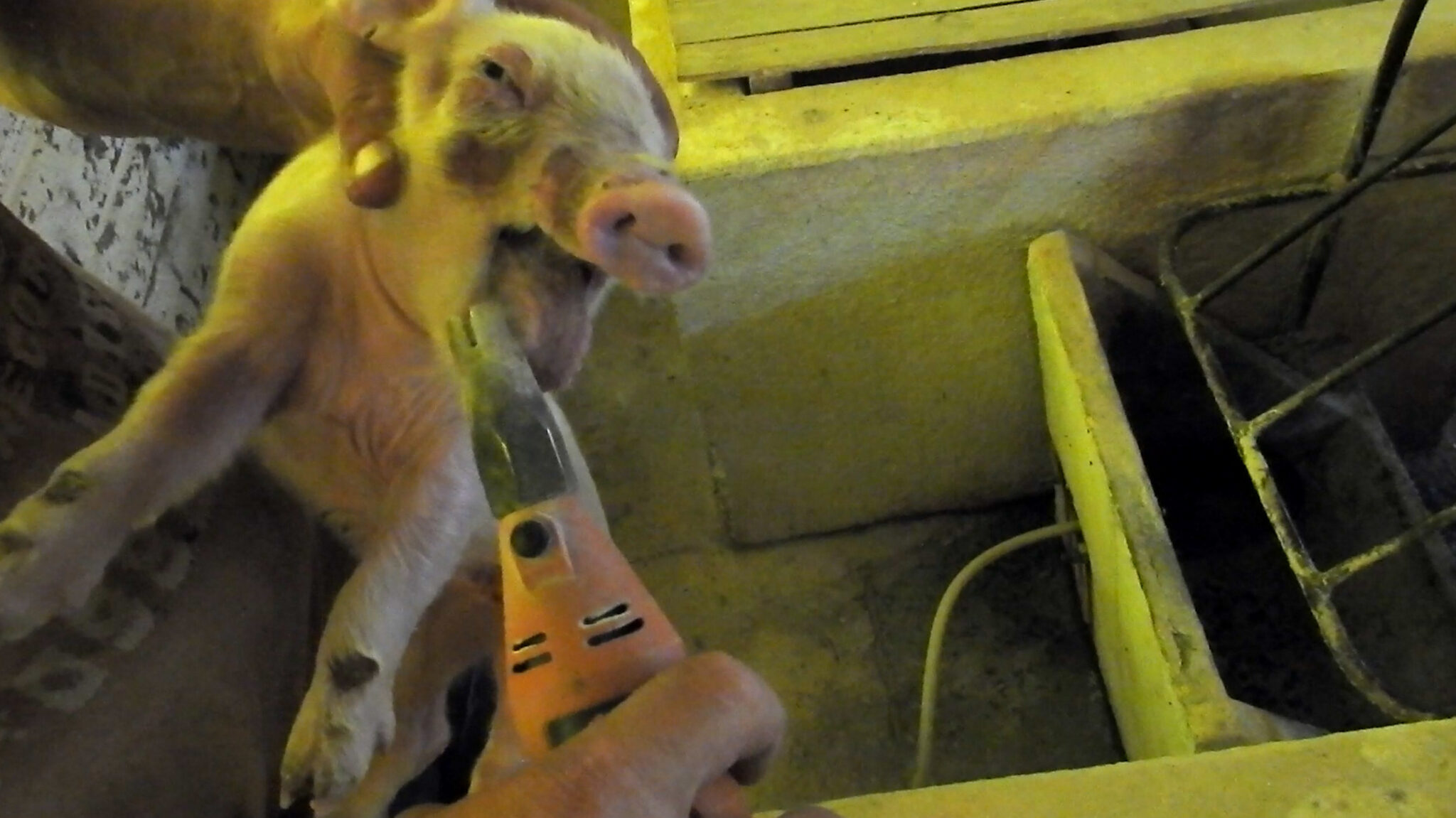 How the Meat Industry Mutilates Piglets