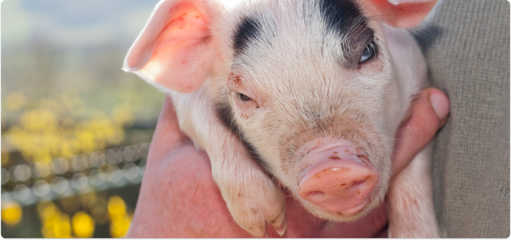 Pearl the Piglet Finds a Family After Falling from Transport Truck