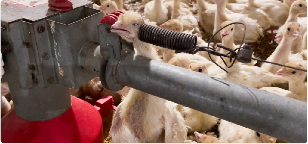 Investigation: Bab y Turkeys Electrocuted for Thanksgiving Dinner