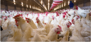 The Truth Behind Modern Chicken Farming in Canada