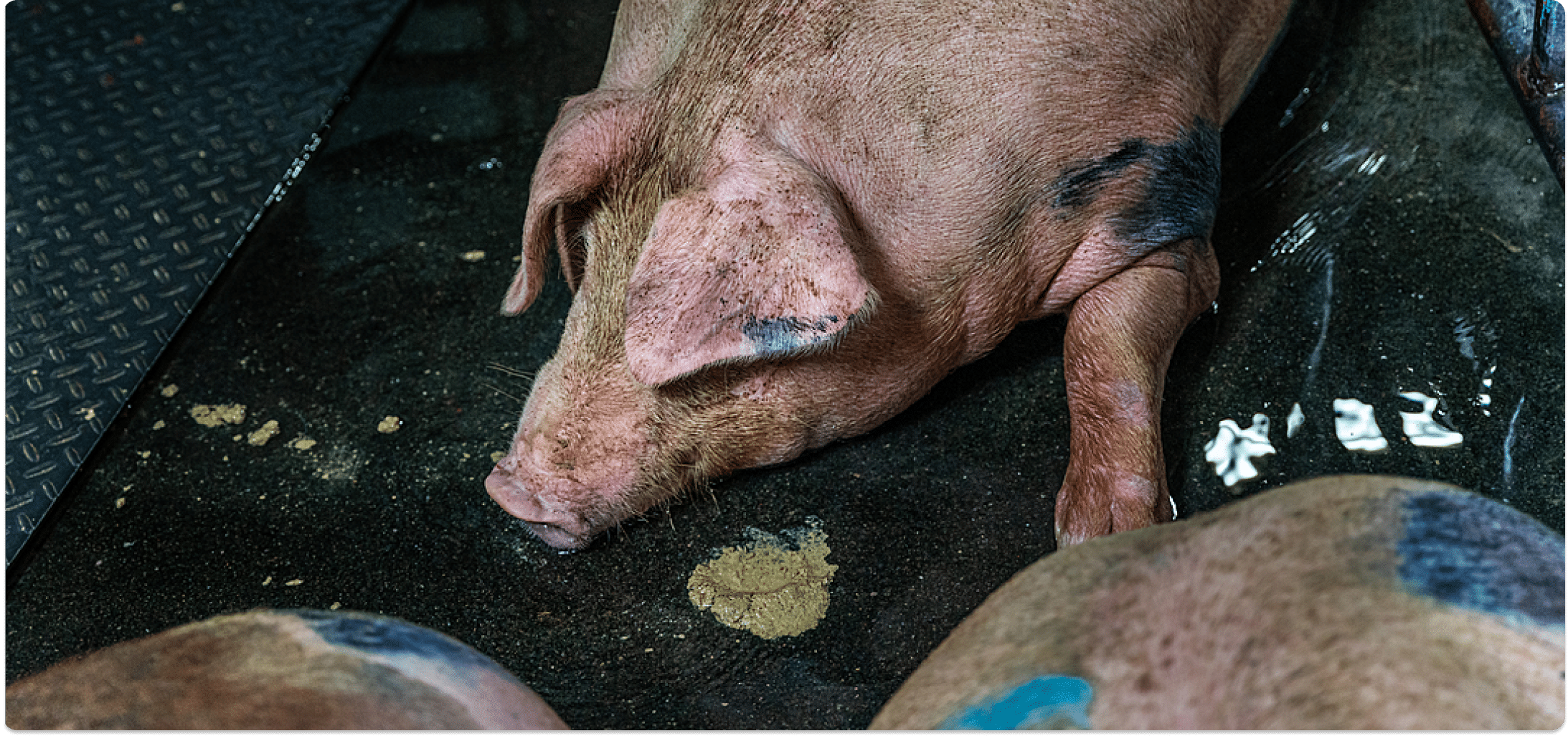 The Secret Suffering of Baby Pigs