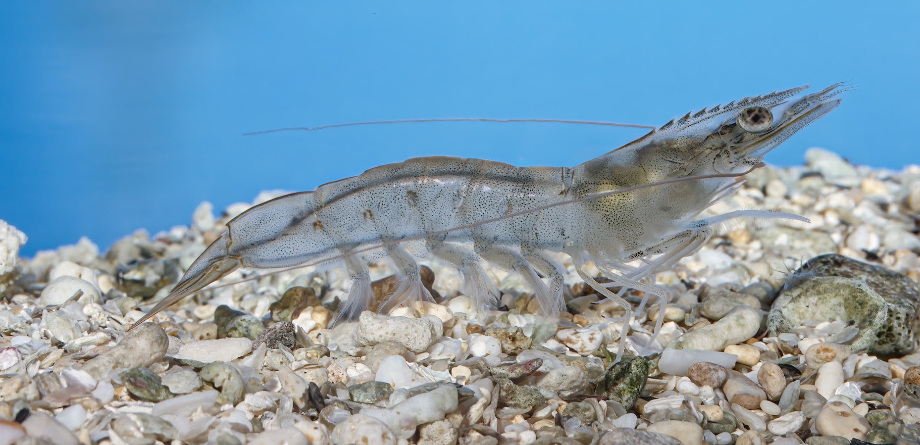 Retailer Publishes One of the World’s First Shrimp Welfare Policies