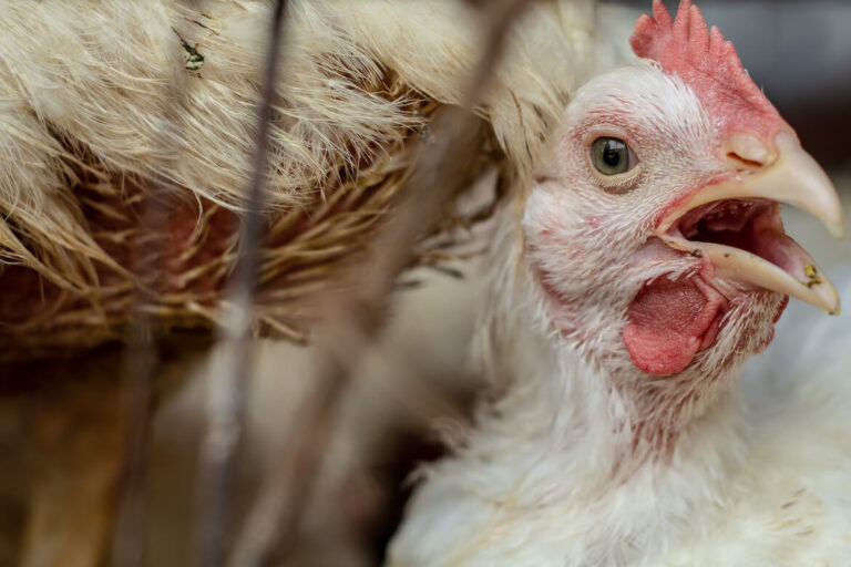 What Is Ag-Gag? Your Questions Answered.
