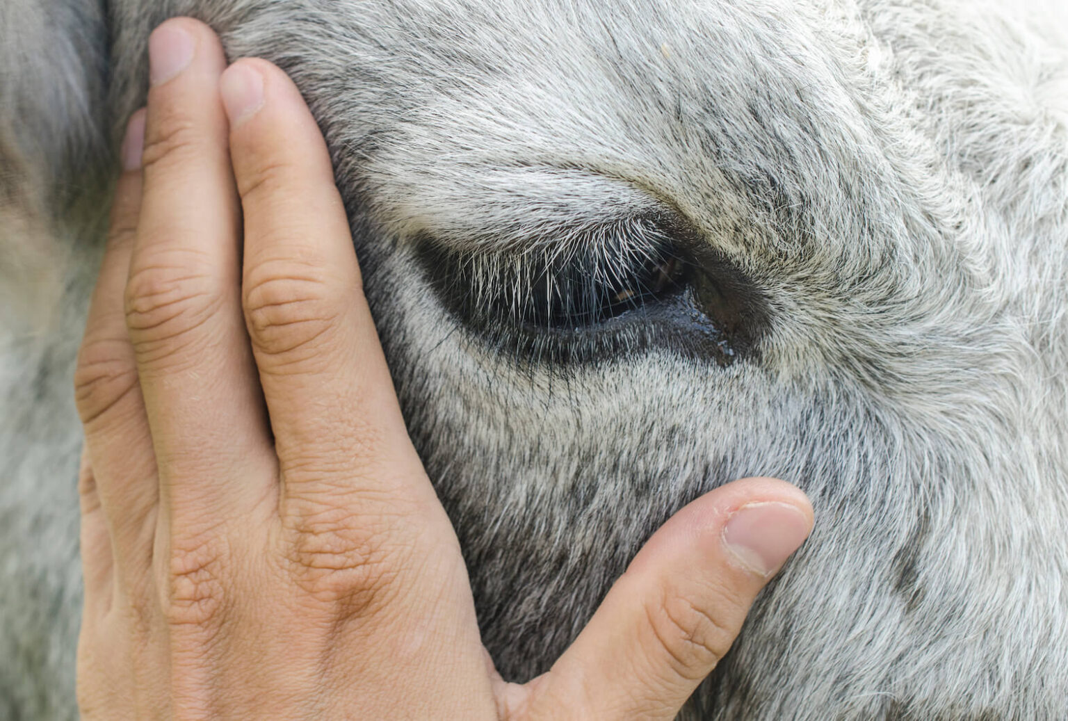 What Is Ag-Gag? Your Questions Answered.
