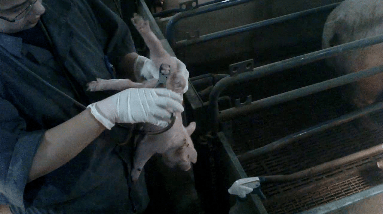 What Is Boar Taint? Your Questions Answered.