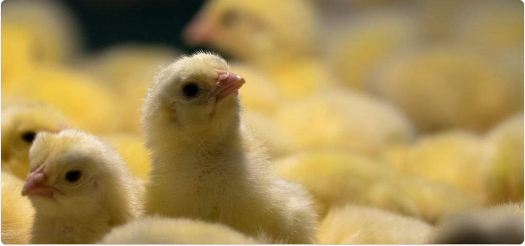 Major U.S. Egg Producer to Introduce In-Ovo Sexing