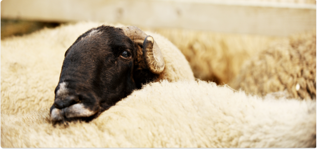 Slaughterhouse Forced to Halt Operations After Report of a Ram