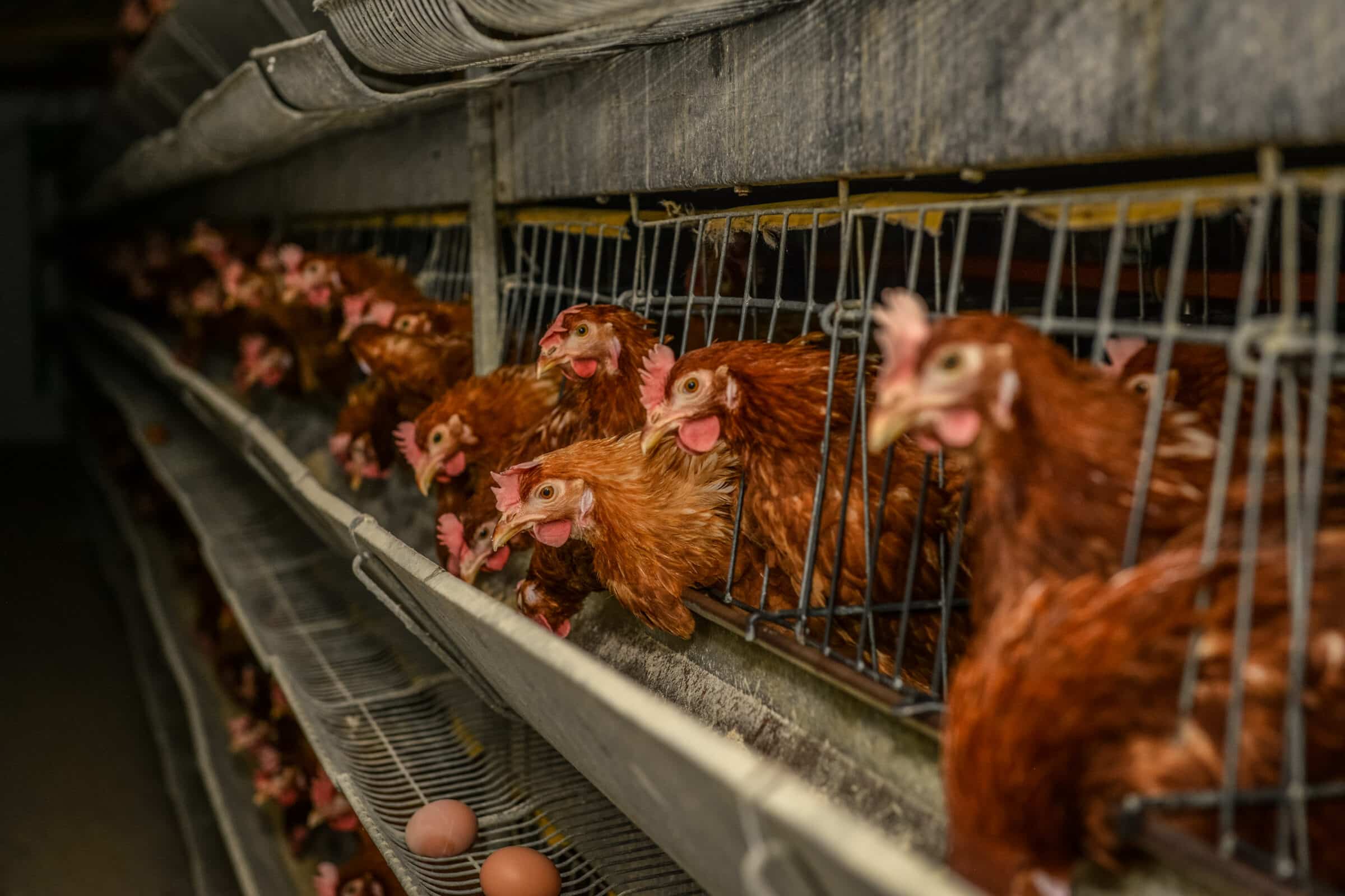 Opinion: Canada’s Largest Egg Producer Under Scrutiny for Holding Back ...