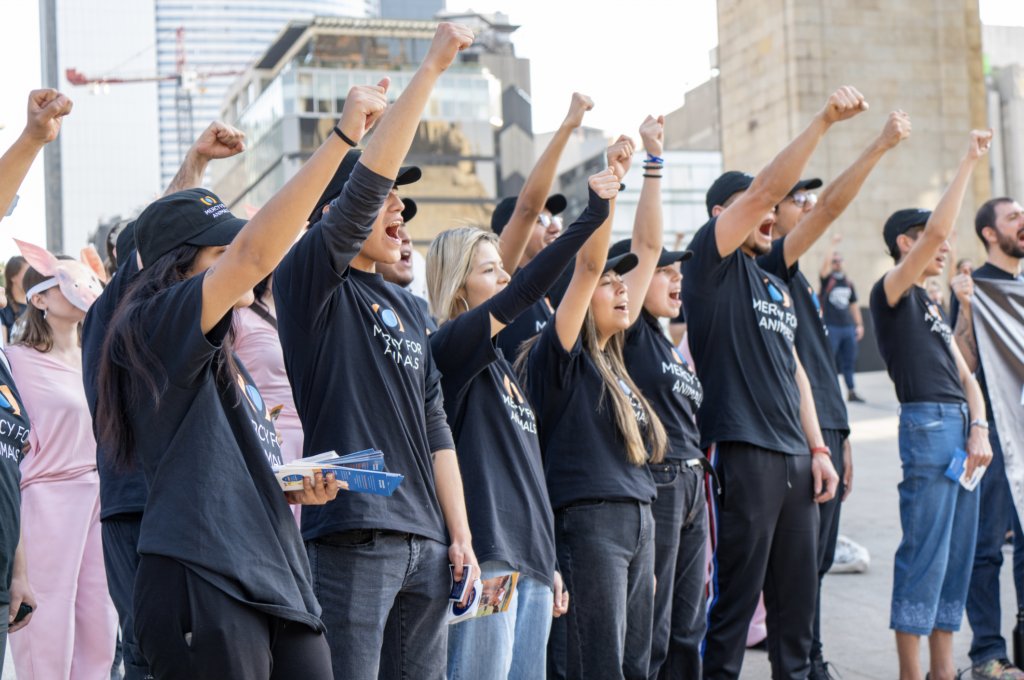 Mercy For Animals Turns 25! Here Are Some of Our Favorite Milestones