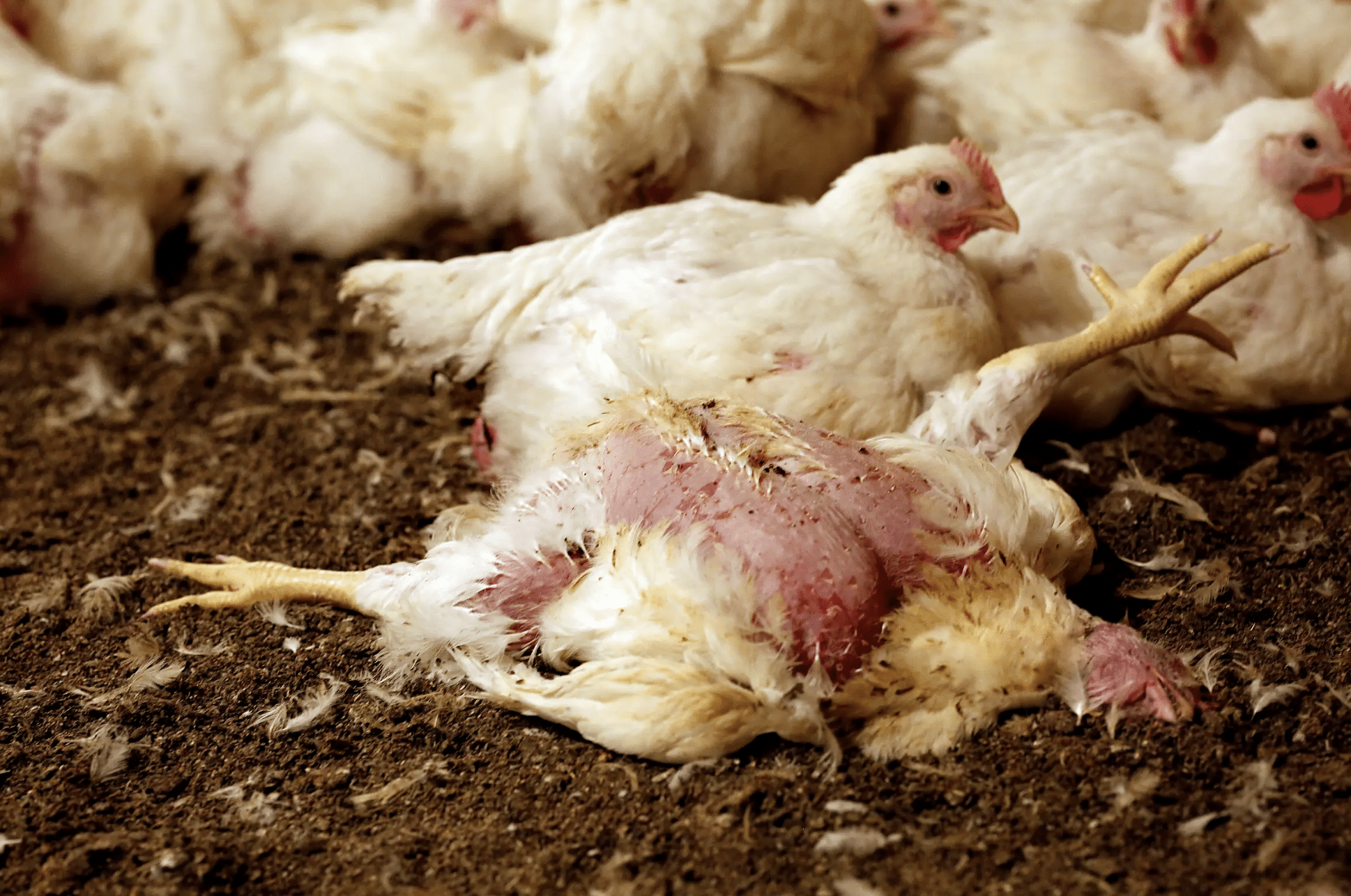 The Truth Behind Modern Chicken Farming in Canada