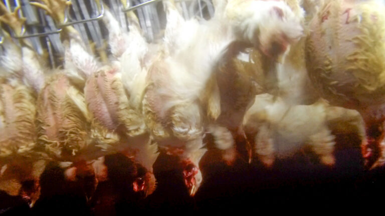 Chickens Need Your Help! Hold AVI Foodsystems Accountable