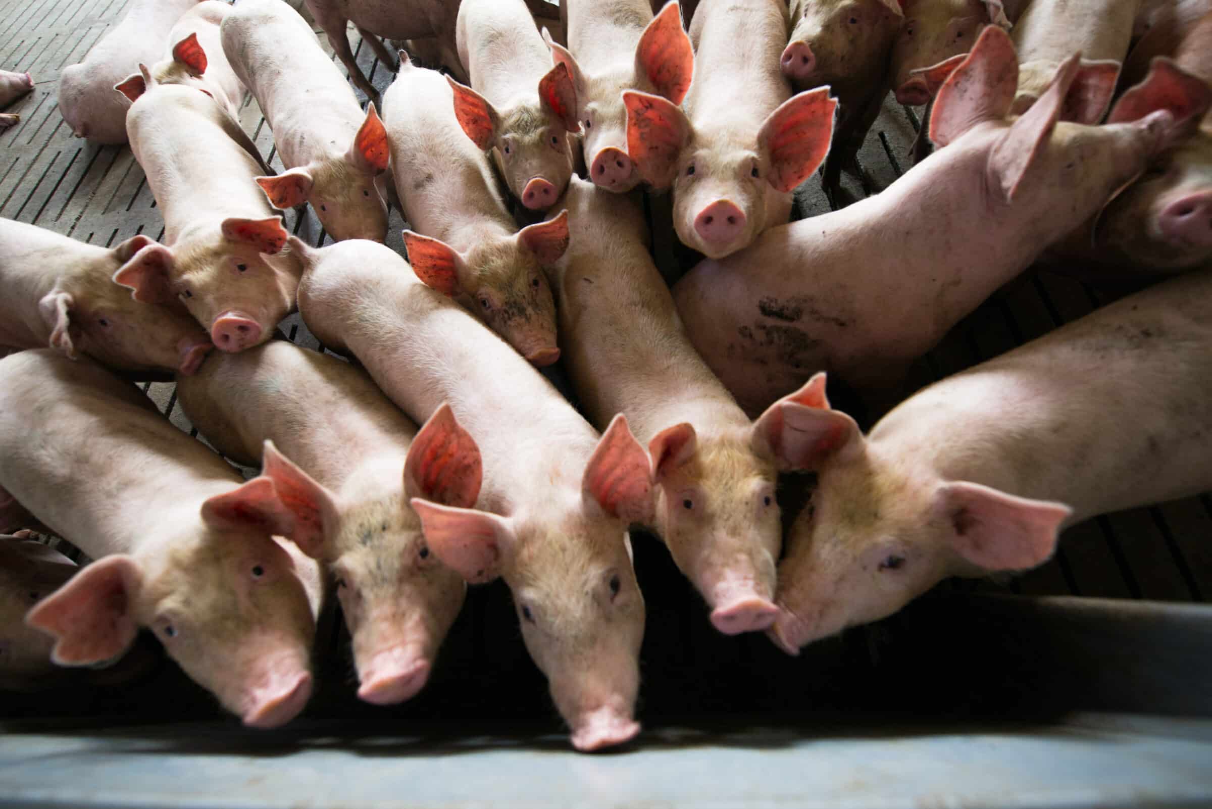 What Is Boar Taint? Your Questions Answered.