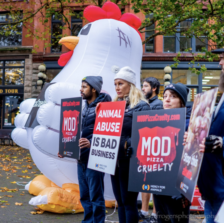 12 Jaw-Dropping Protests Around the World That Ignited Change for Animals