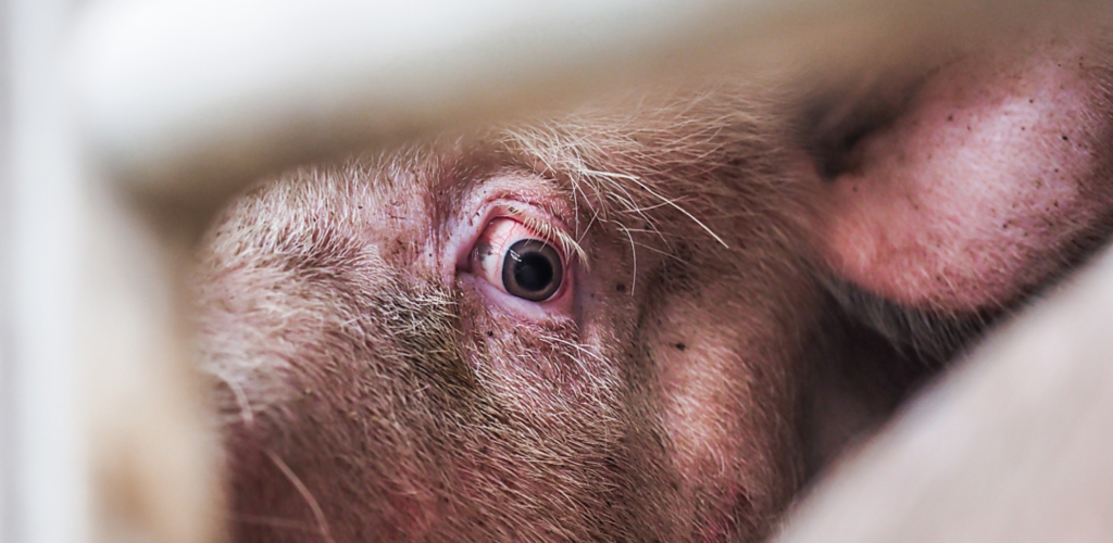 First-Ever Undercover Footage of a Canadian Pig Slaughterhouse