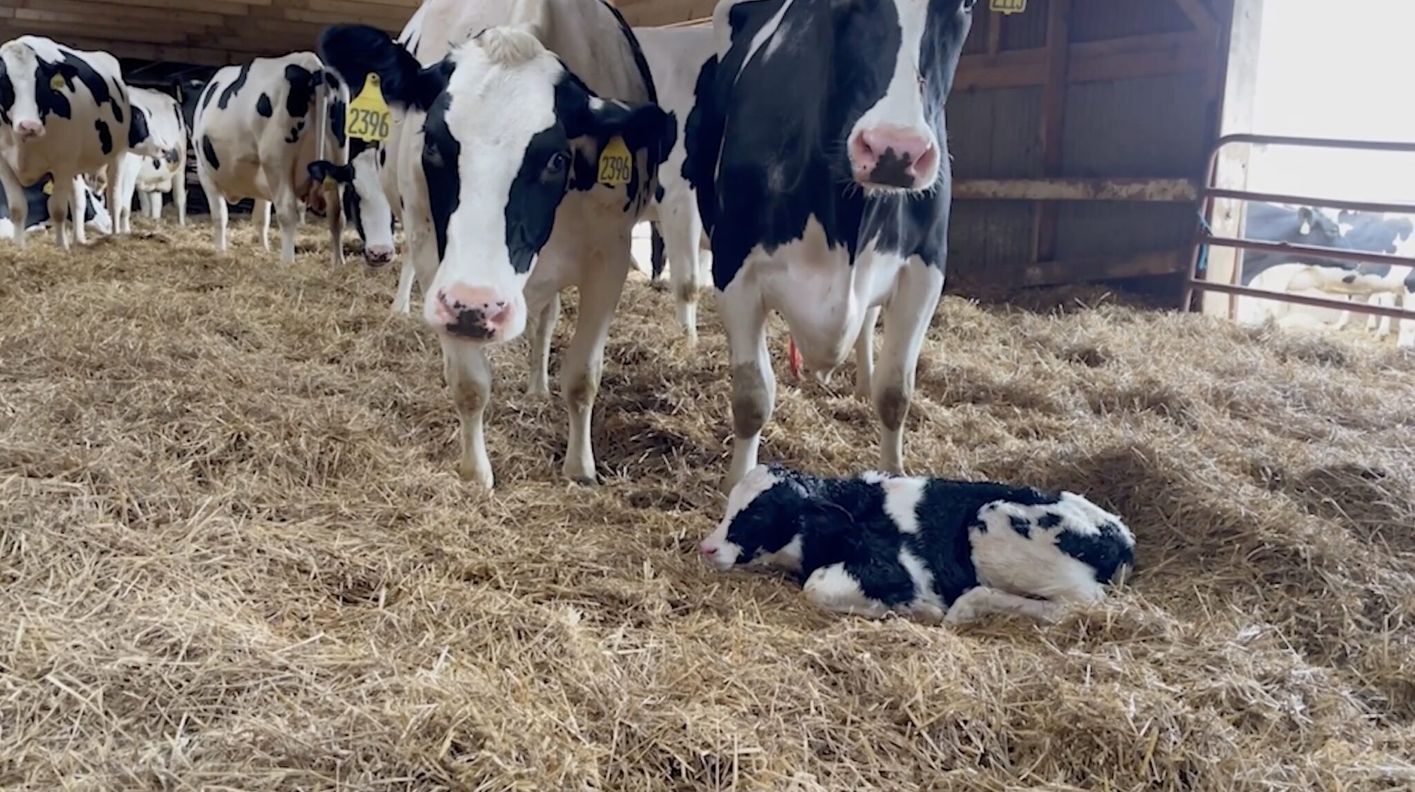 Crying Mothers, Bleeding Bodies: Inside a New Dairy Investigation