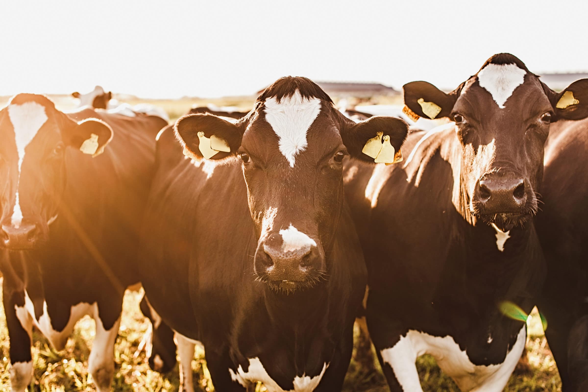 Coalizão de 27 organizações pede que Brasil apoie inclusão de bem-estar ...