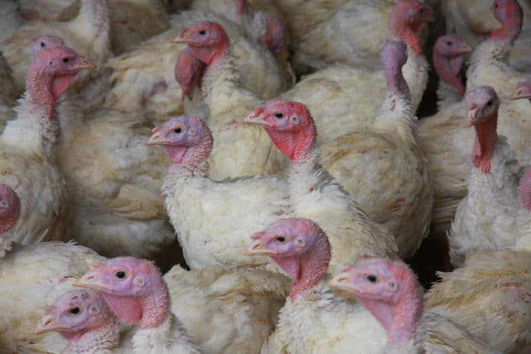 Fiestas decembrinas: una época oscura para los pavos - Mercy For Animals