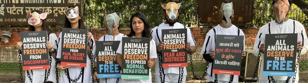 Mercy For Animals – World’s Leading Farm Animal Rights and Vegan ...