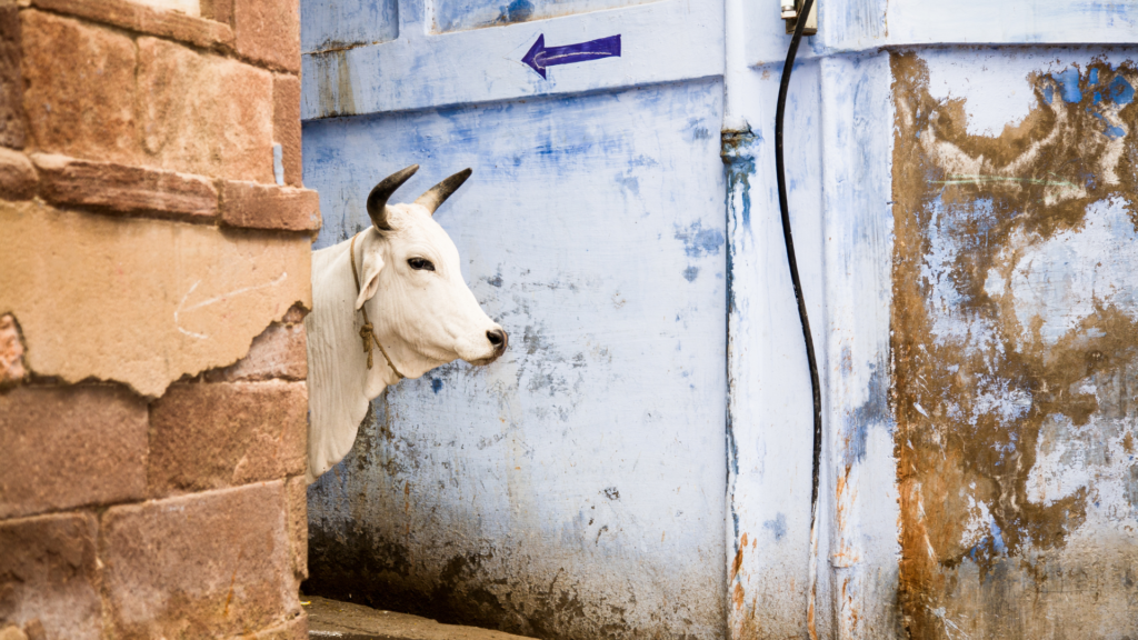 How Your Contribution Helps Farmed Animal Welfare in India