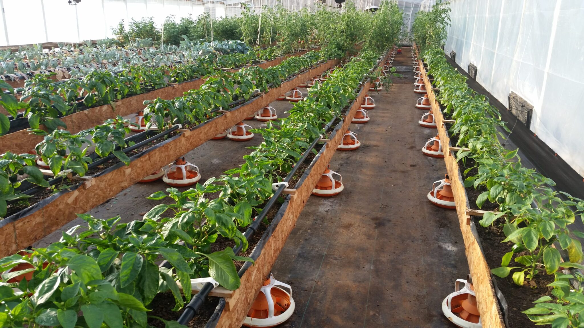 The Transfarmation Project