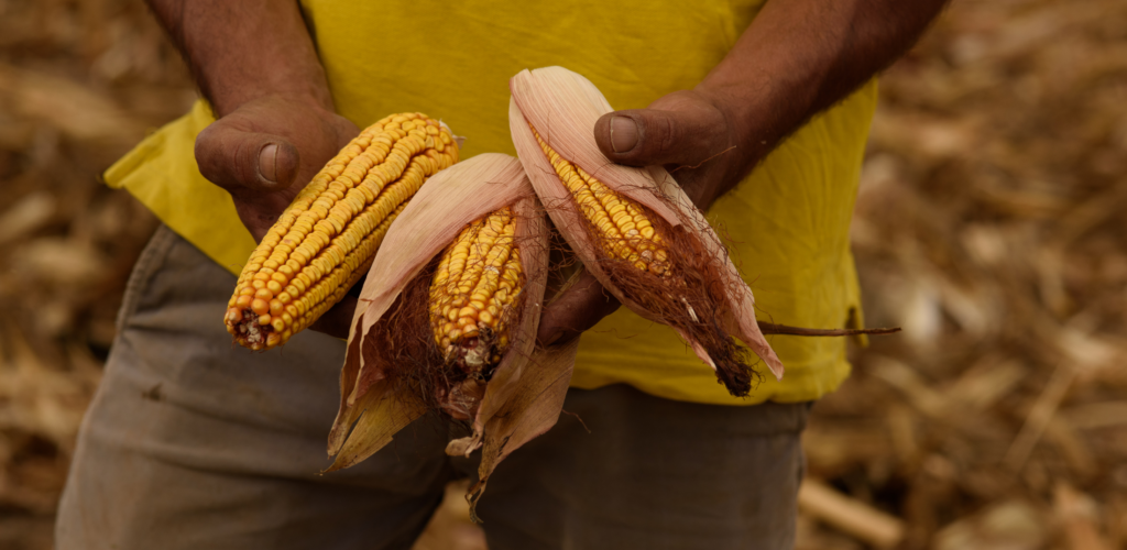 The Transfarmation Project