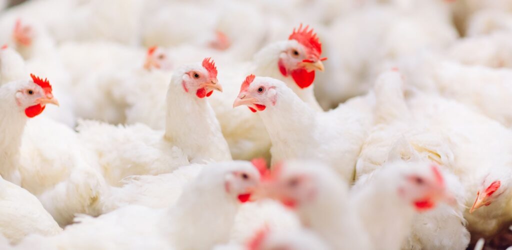 The Transfarmation Project