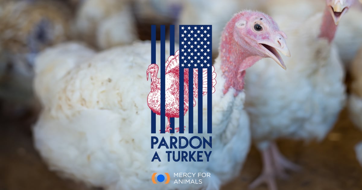 Pardon a Turkey