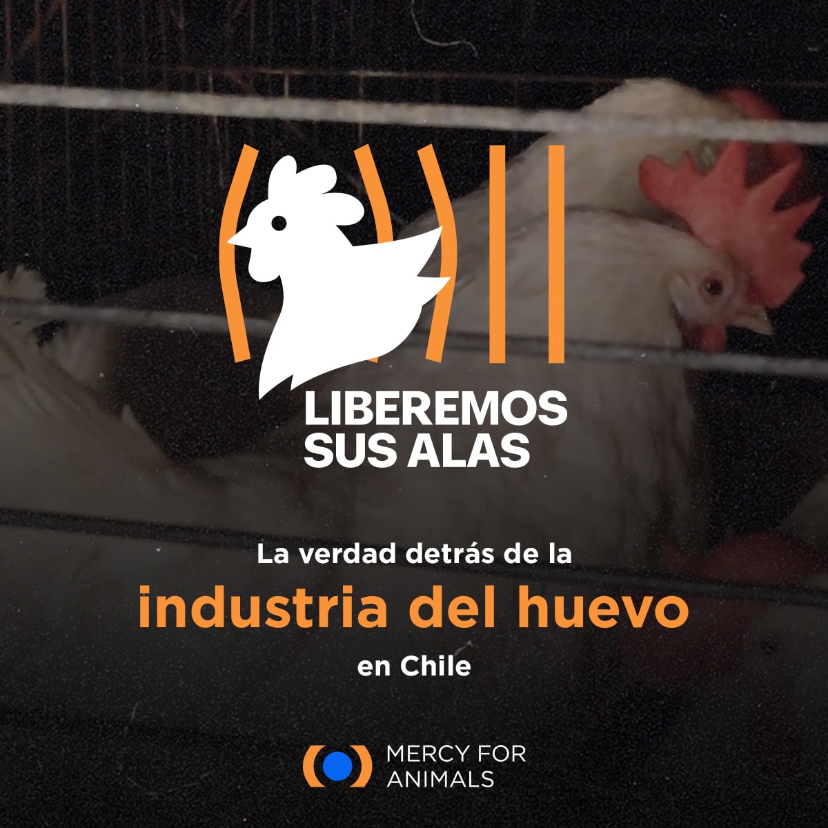 Home - Liberemos sus Alas