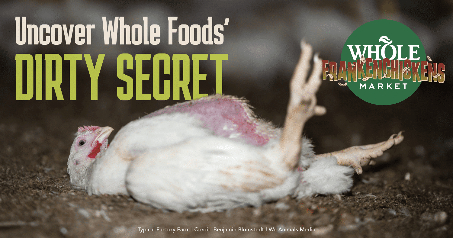 Exposé Reveals Whole Foods’ Lies - wholefoodschicken.com