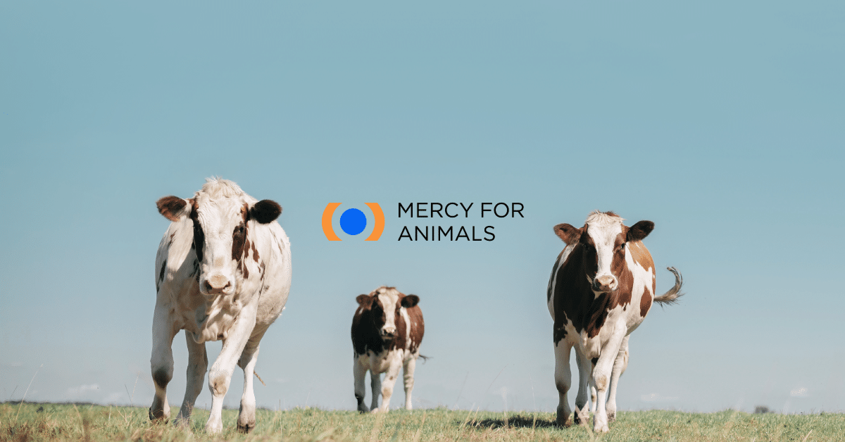 2022 - 2024 Strategic Plan - Mercy For Animals