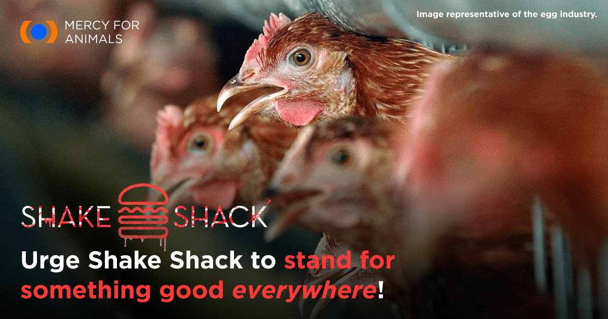 Shake Shack Double Standards - Mercy For Animals