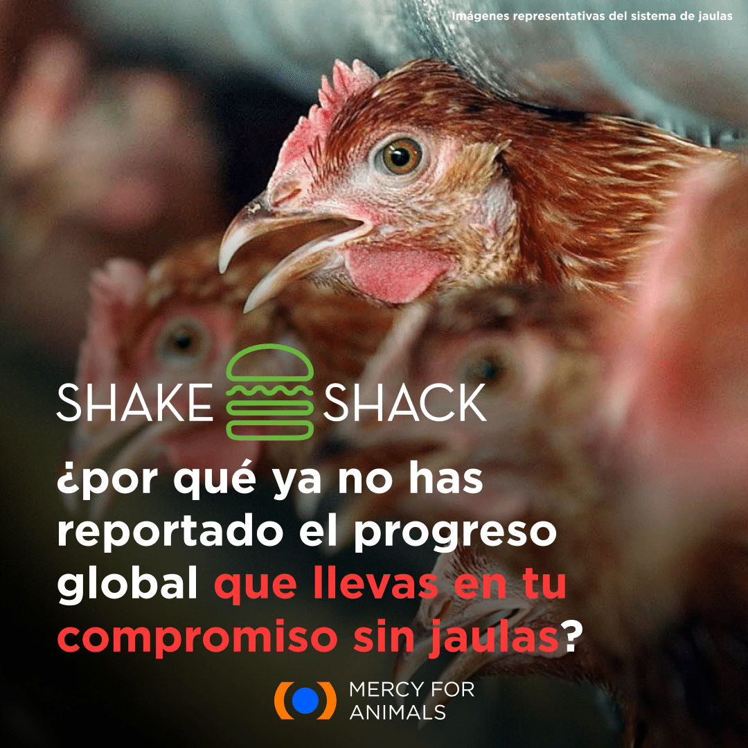 ¡Shake Shack, Abre las Jaulas! - Mercy For Animals