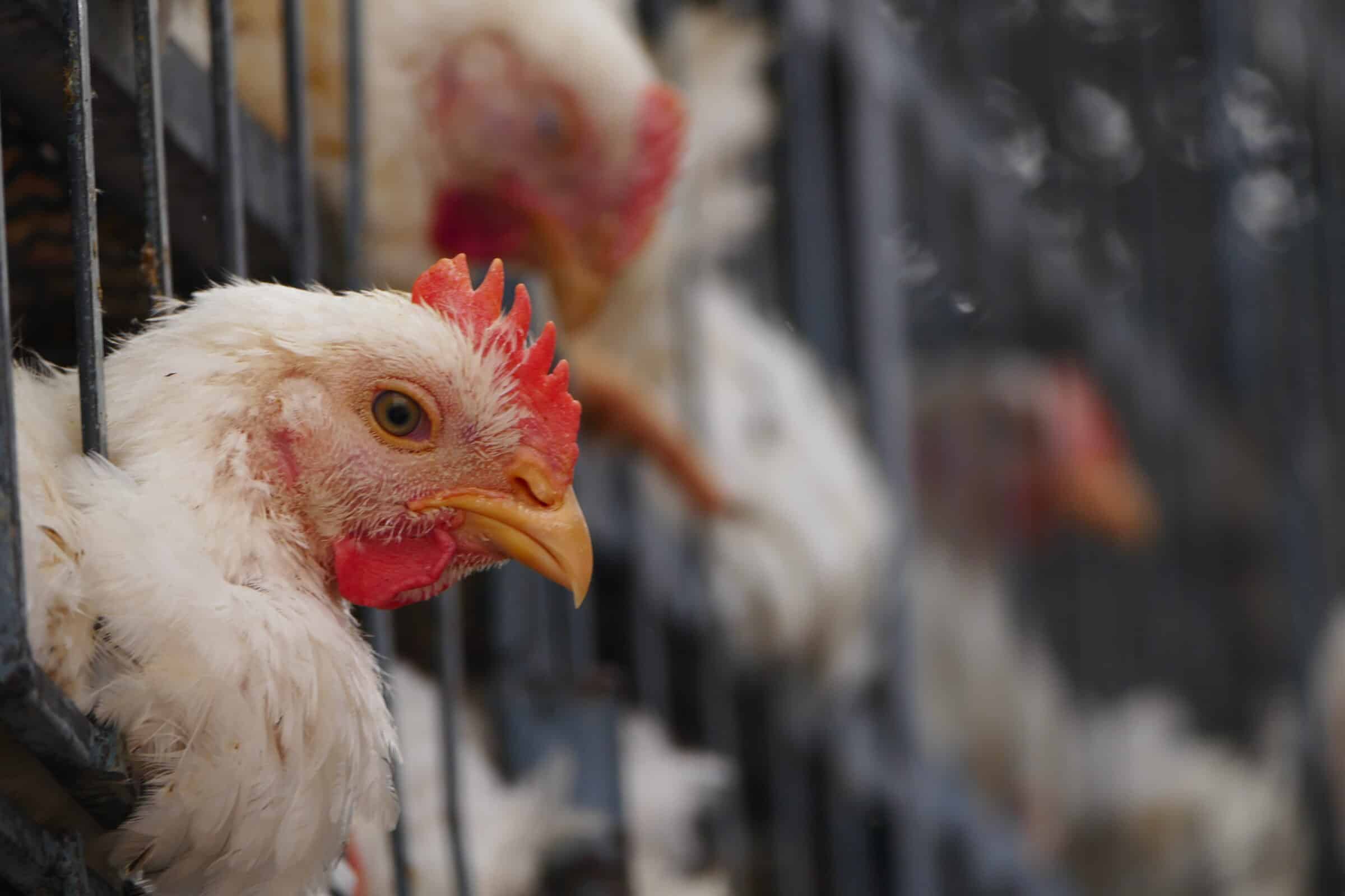 Ban Battery Cages - Mercy For Animals
