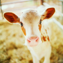 Seven Easy Ways to Help Farmed Animals - Mercy For Animals