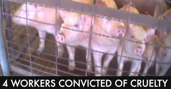 Breaking: Auction Workers Convicted of Animal Cruelty Following MFA ...