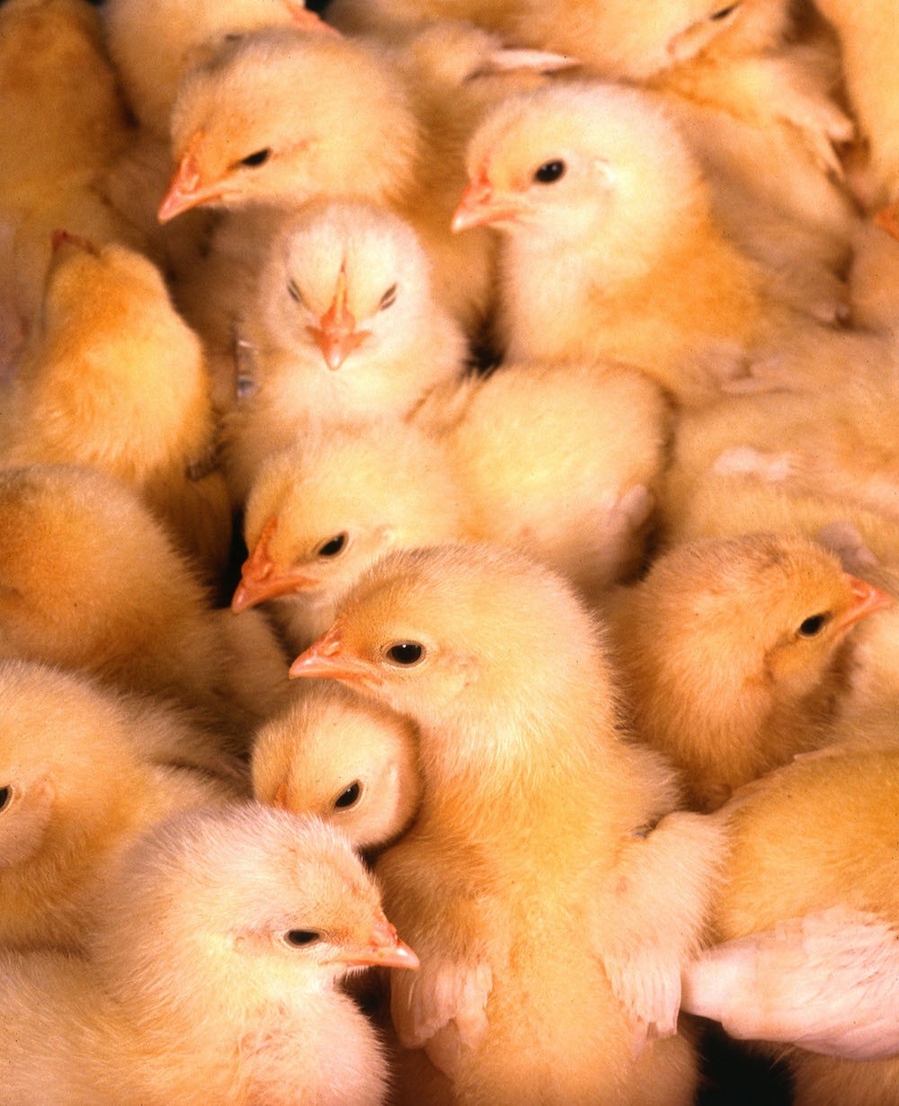 Humanely Raised Chicken? We Don’t Think So. - Mercy For Animals