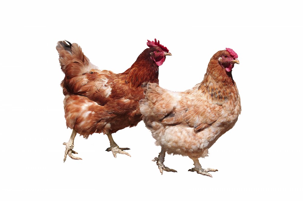 Victory for Hens: Massive Foodservice Company Goes Totally Cage-Free ...
