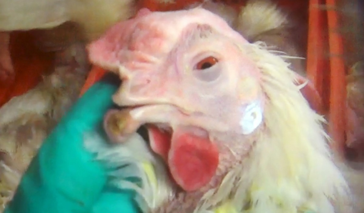 Poultry Producer Tortures Chickens, Lies to Customers - Mercy For Animals