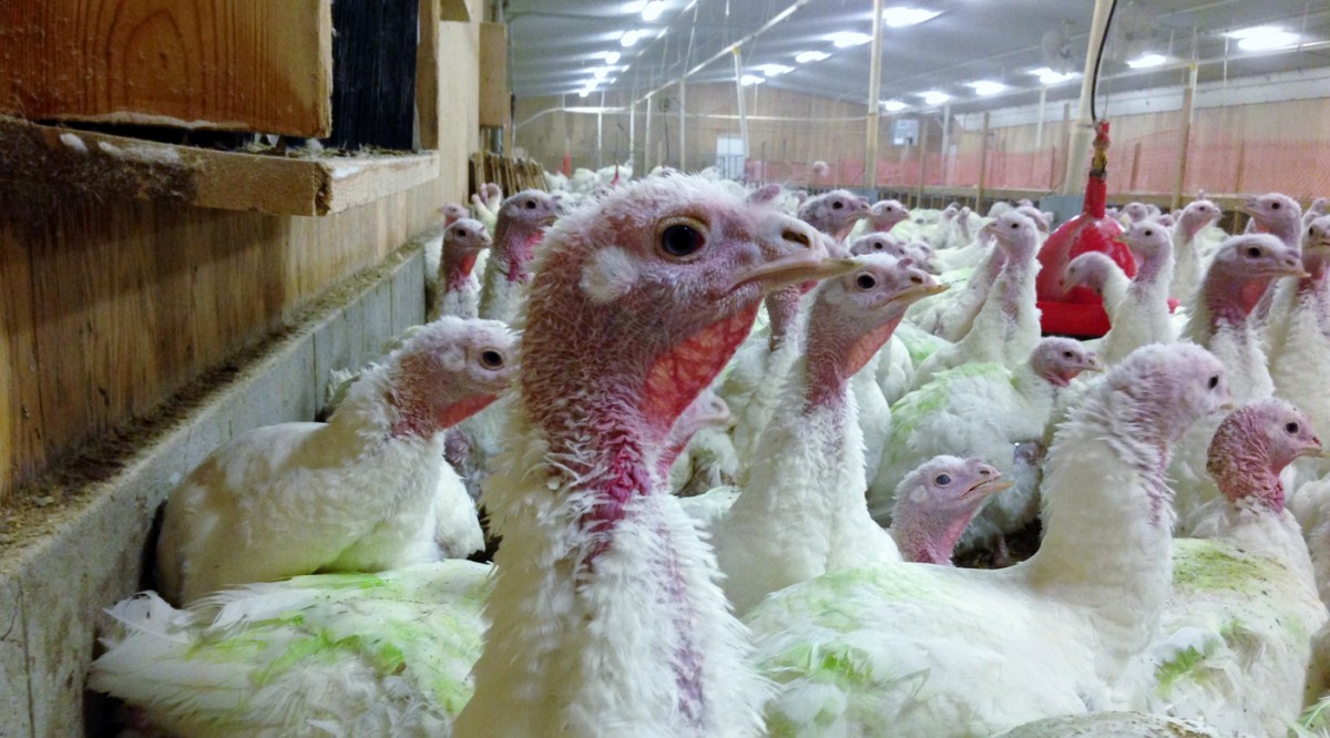 Guilty! Turkey Factory Farm Convicted After Shocking Video Released by ...