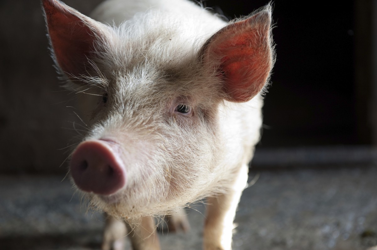 MFA Named Top Animal Protection Charity Third Time in a Row - Mercy For ...
