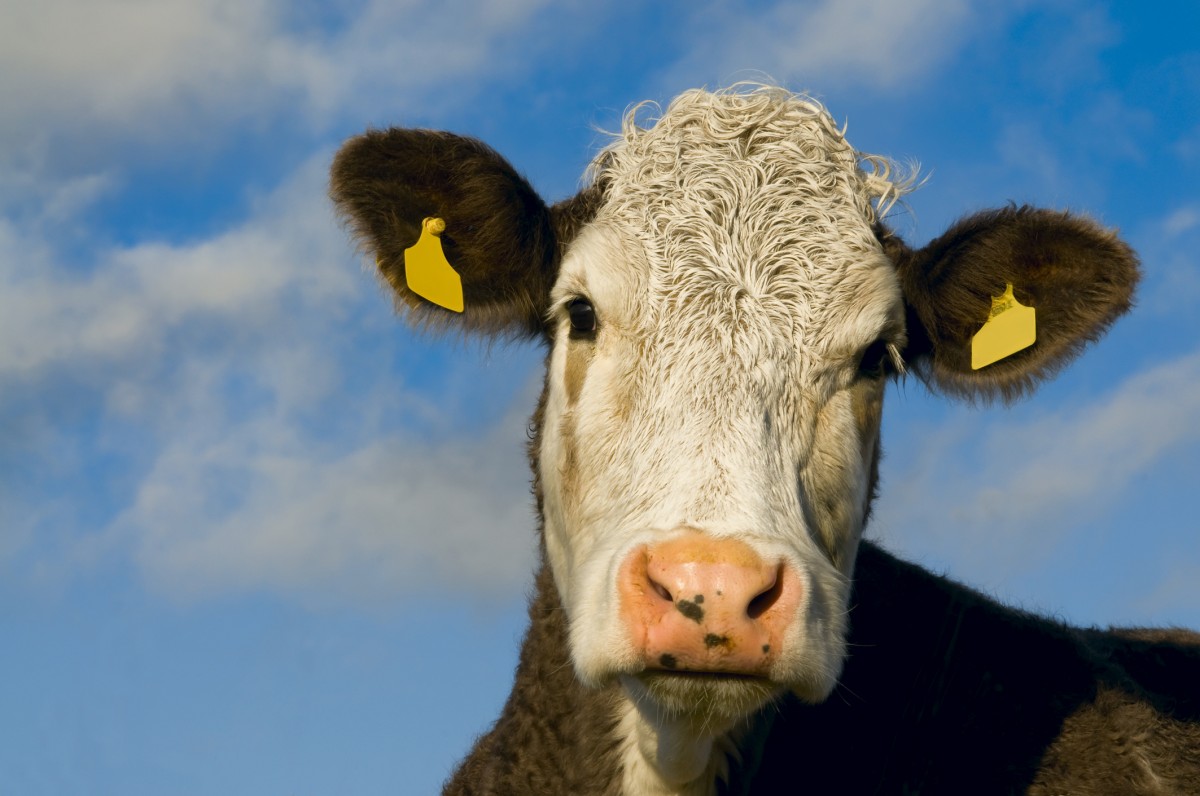 New York Times: Is a Cow a “Who or a “That? - Mercy For Animals
