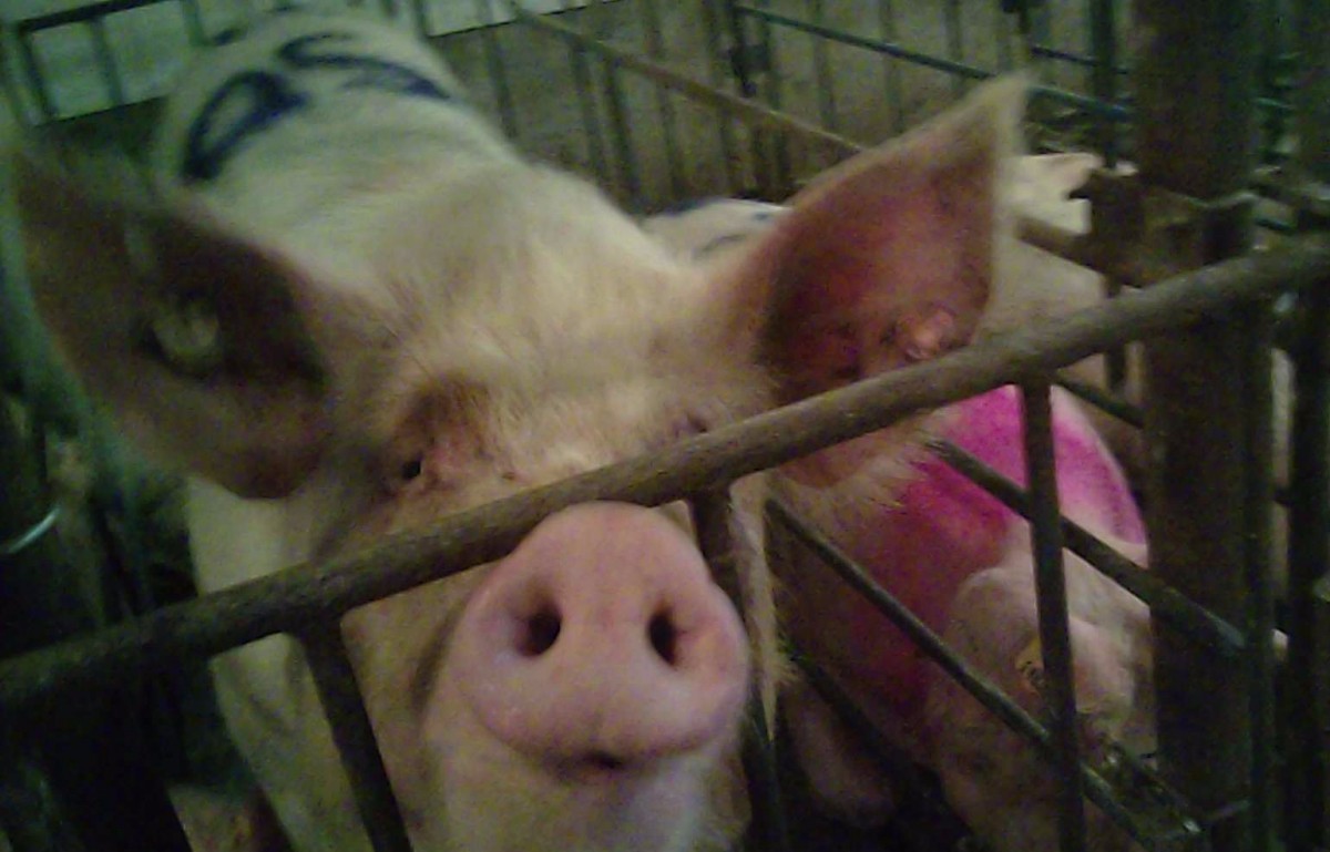 VIDEO: Shocking Pig Abuse Exposed at SPAM Maker’s Supplier - Mercy For ...