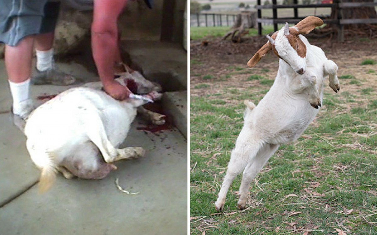 PHOTOS: See the Dramatic Difference Between Animals on Factory Farms ...
