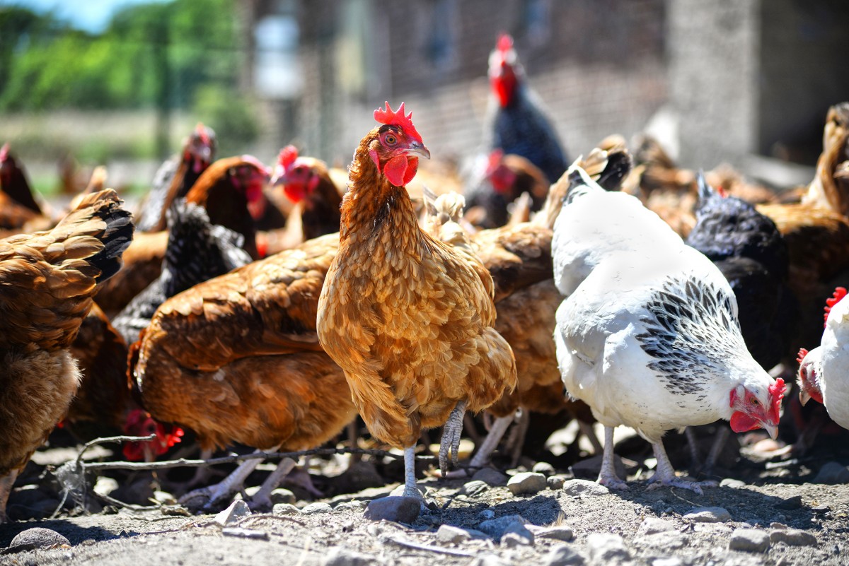 Genius! Einstein Bros. Commits to Change for Chickens - Mercy For Animals