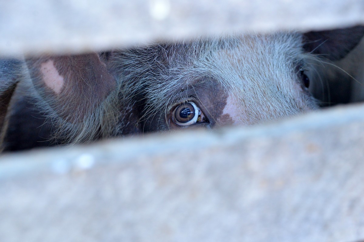 Public Outraged After Couple’s Companion Pigs Were Killed - Mercy For ...