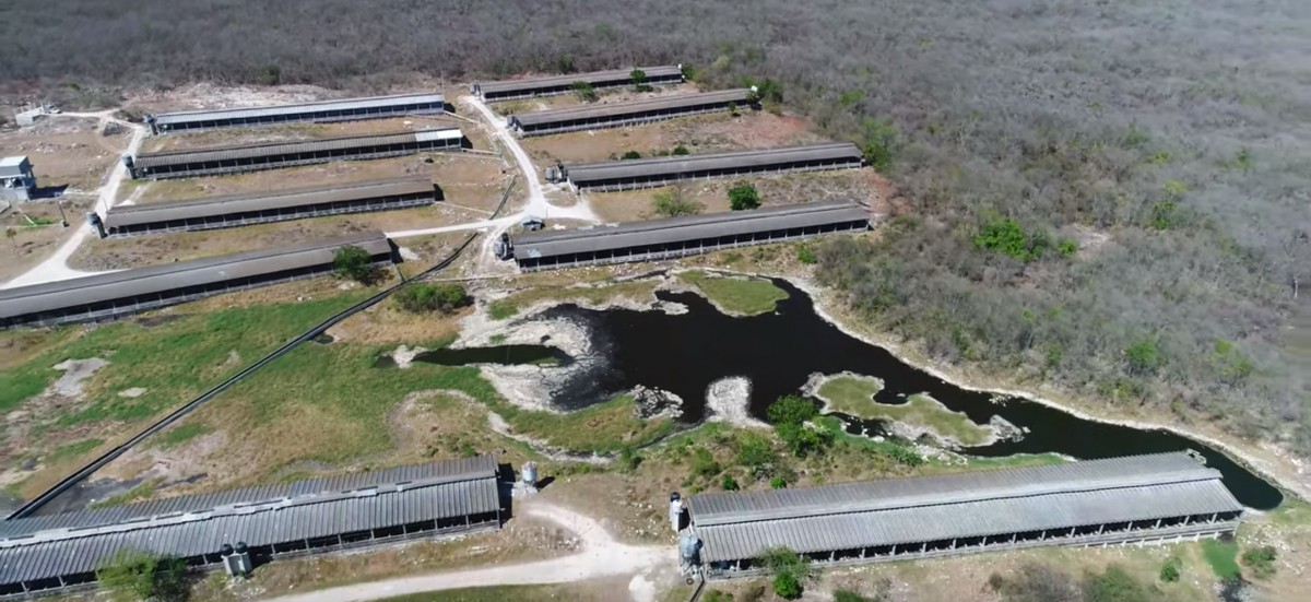 Massive Industrial Farms Are Devastating the Environment, New Drone ...